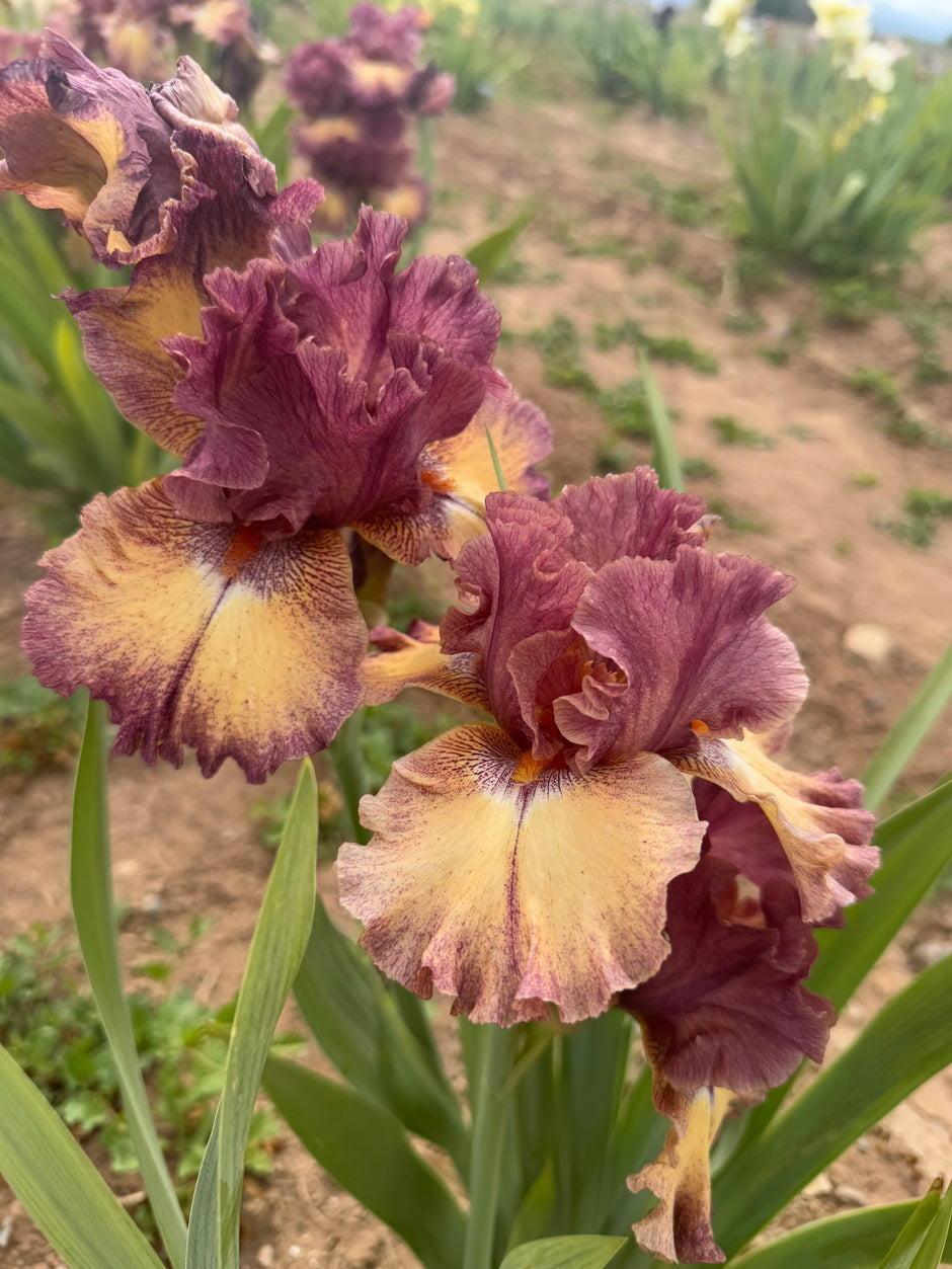 Ripple Effect Iris Farm