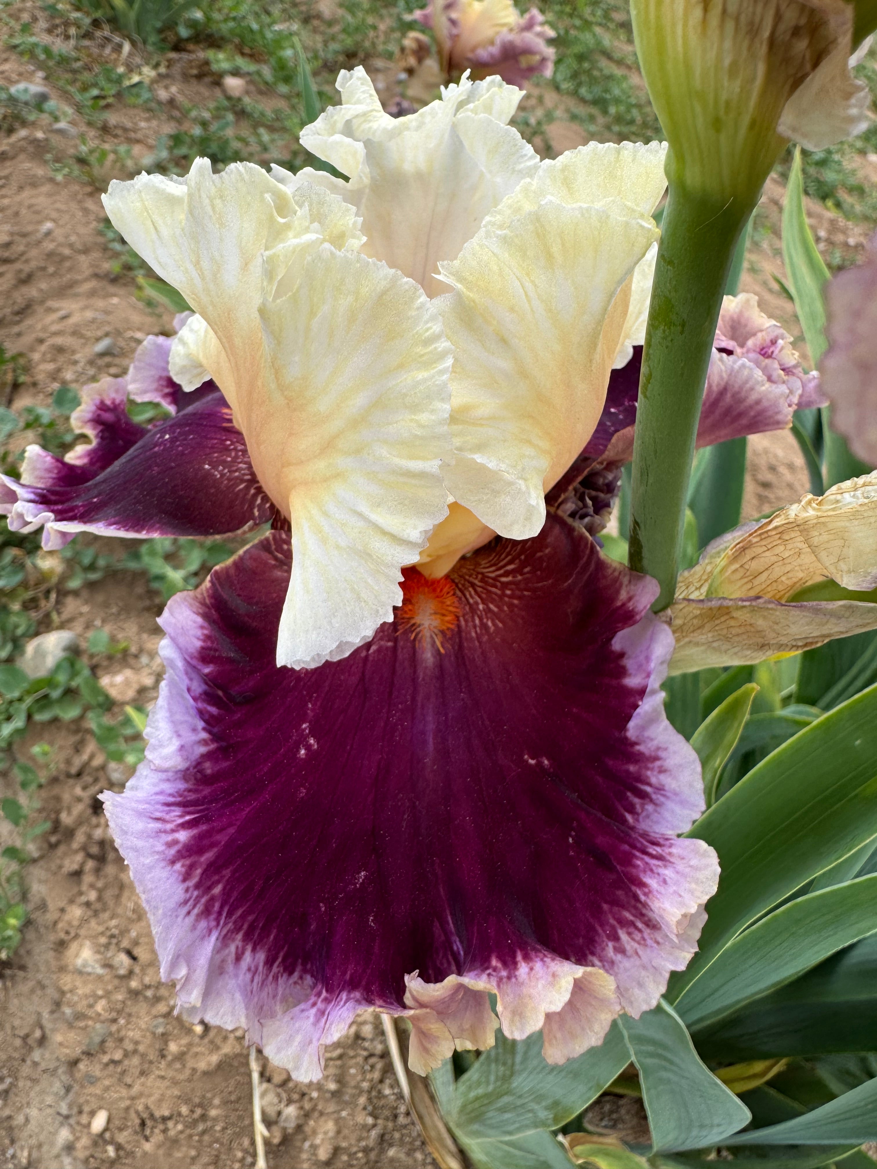 Royal Passage – Ripple Effect Iris Farm