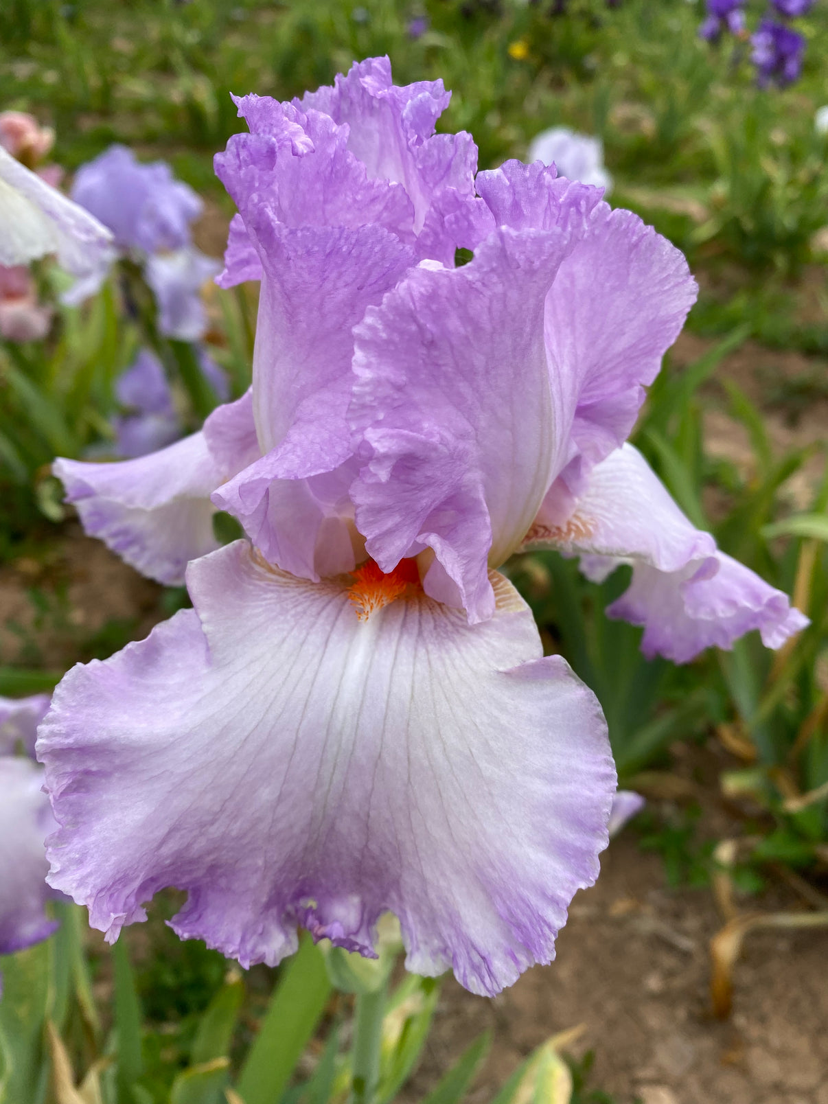 Starcrest – Ripple Effect Iris Farm
