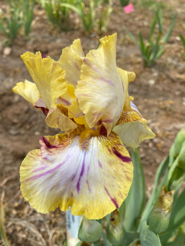 Toucan Tango – Ripple Effect Iris Farm
