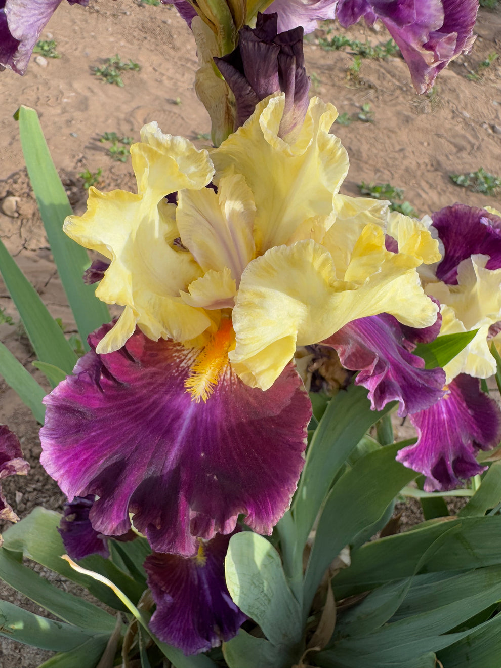 Tapis Rouge – Ripple Effect Iris Farm