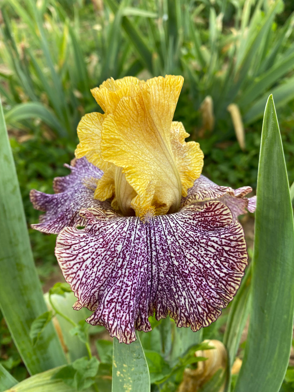 Temporal Anomaly – Ripple Effect Iris Farm