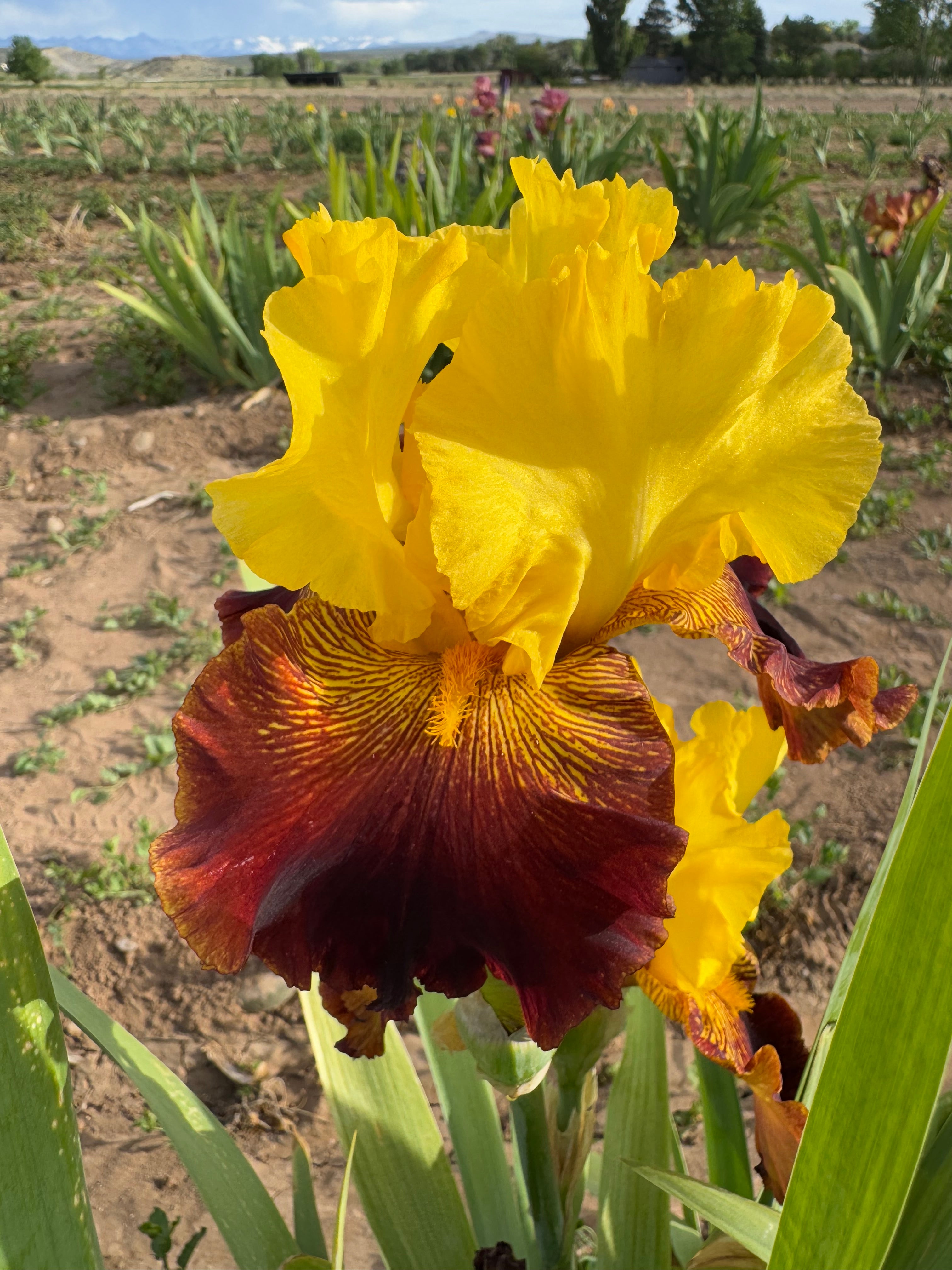 Witchy Woman – Ripple Effect Iris Farm