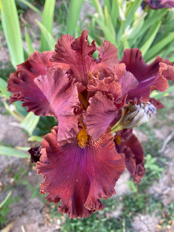 Working Class Hero – Ripple Effect Iris Farm