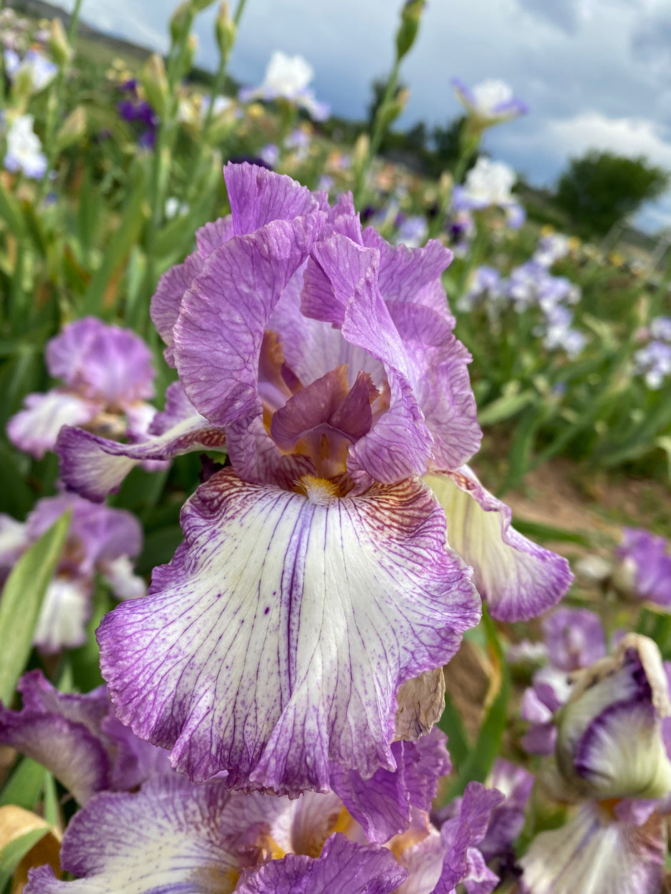 Ripple Effect Iris Farm