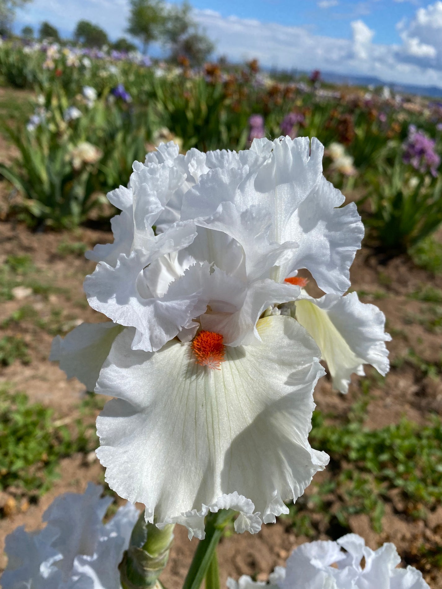 Arctic Fox – Ripple Effect Iris Farm