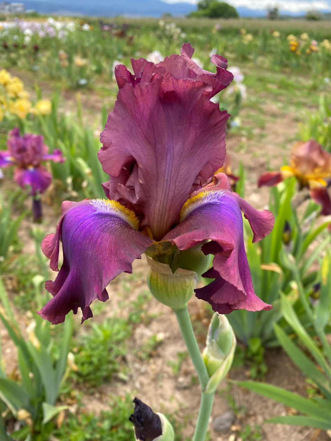 Space Age Iris – Ripple Effect Iris Farm