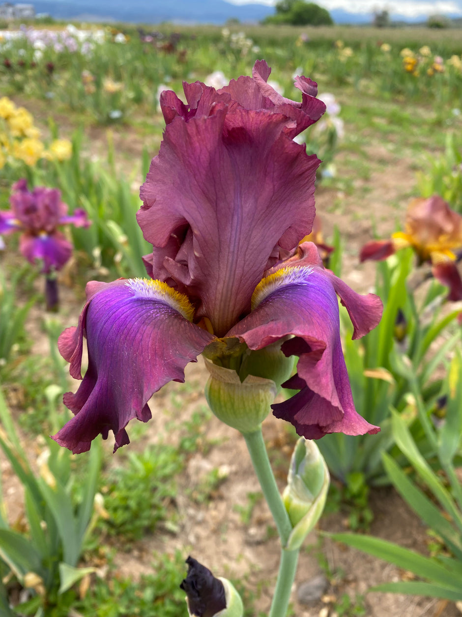Fragrant Iris – Ripple Effect Iris Farm