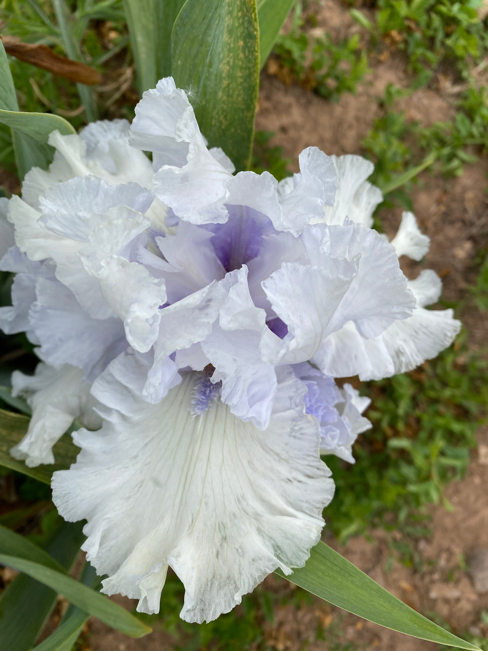 Chinook Winds – Ripple Effect Iris Farm