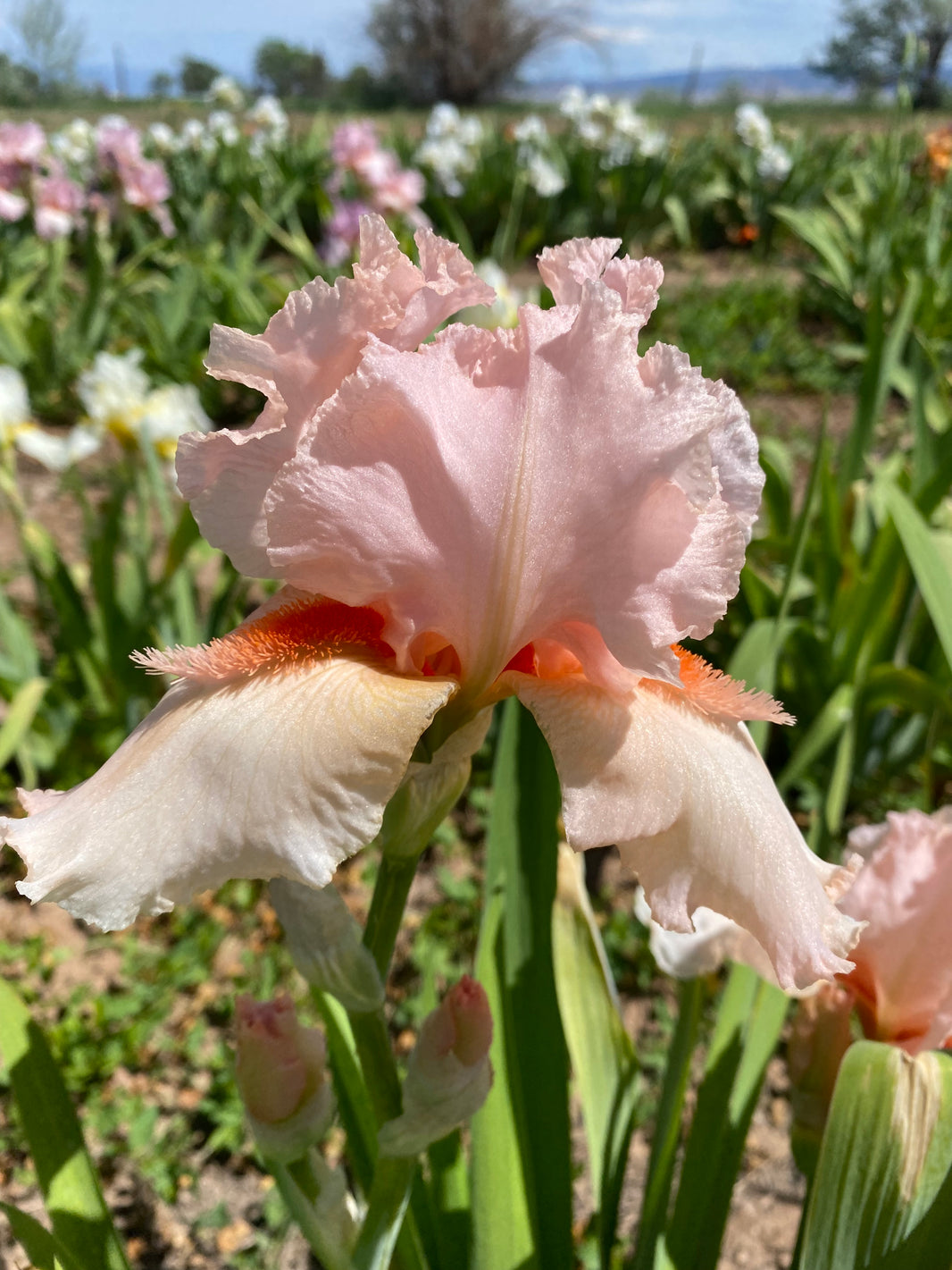Space Age Iris – Ripple Effect Iris Farm