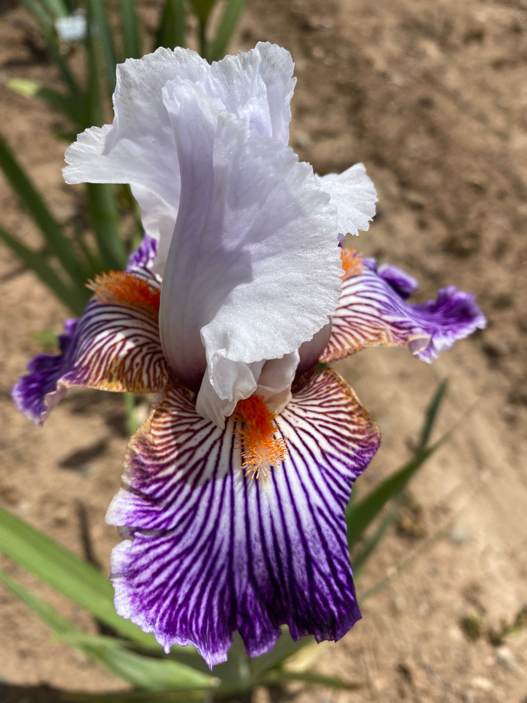 Fragrant Iris – Page 4 – Ripple Effect Iris Farm