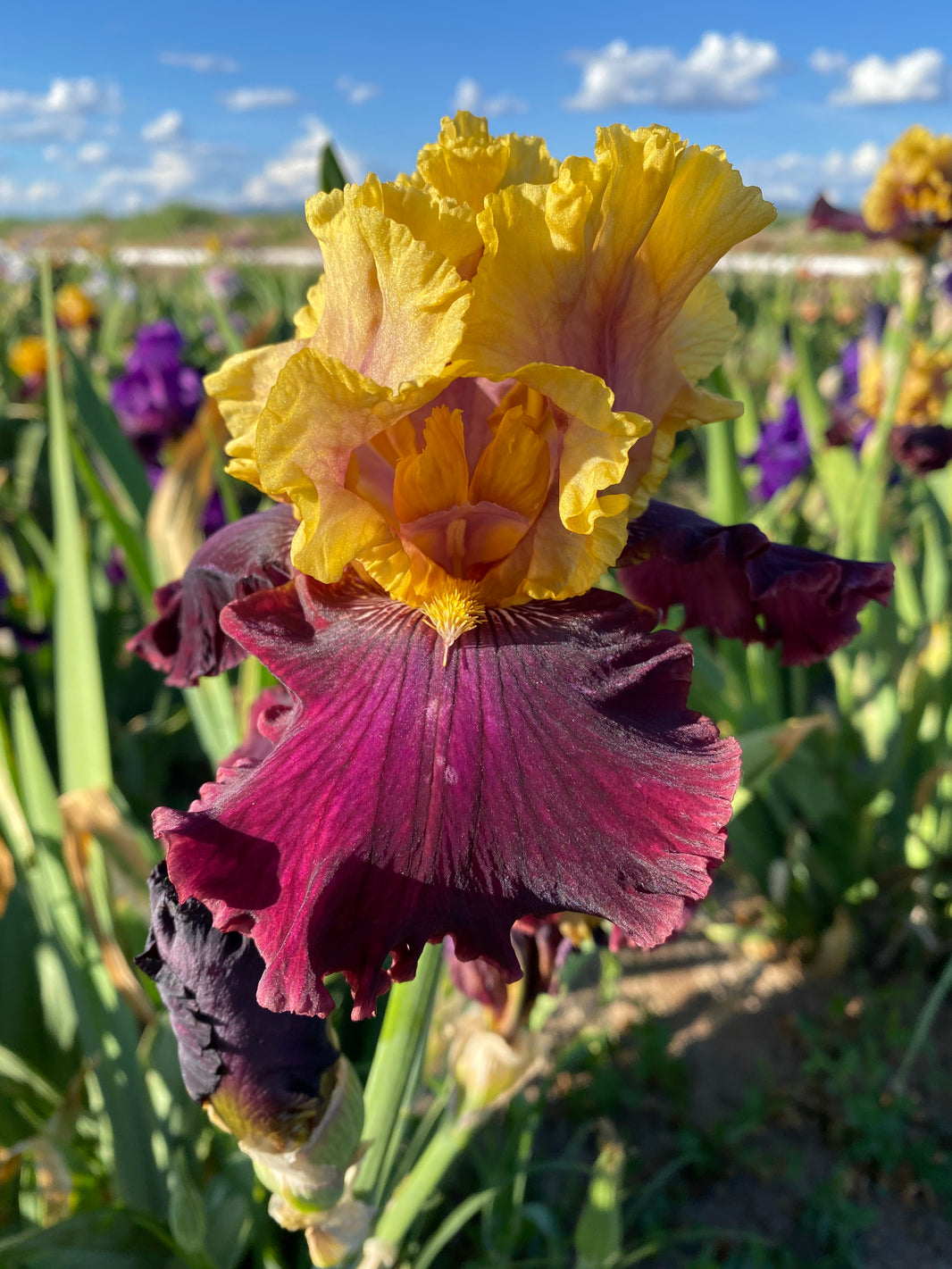 Fragrant Iris – Page 5 – Ripple Effect Iris Farm