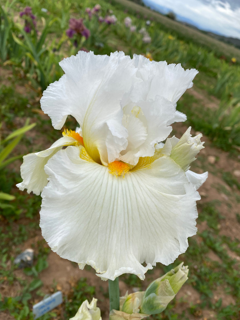 Fresh Powder – Ripple Effect Iris Farm
