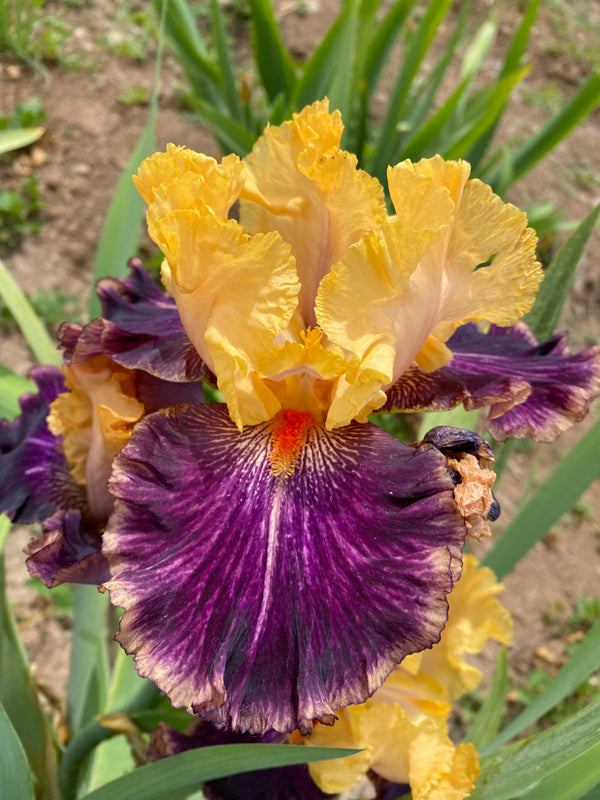Fruit Stripe – Ripple Effect Iris Farm