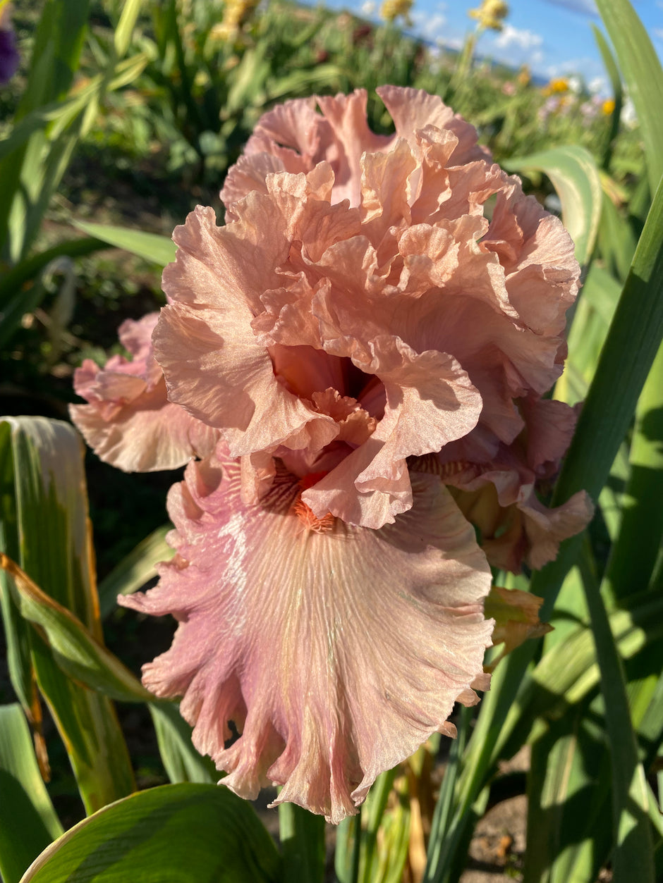Products – Page 17 – Ripple Effect Iris Farm