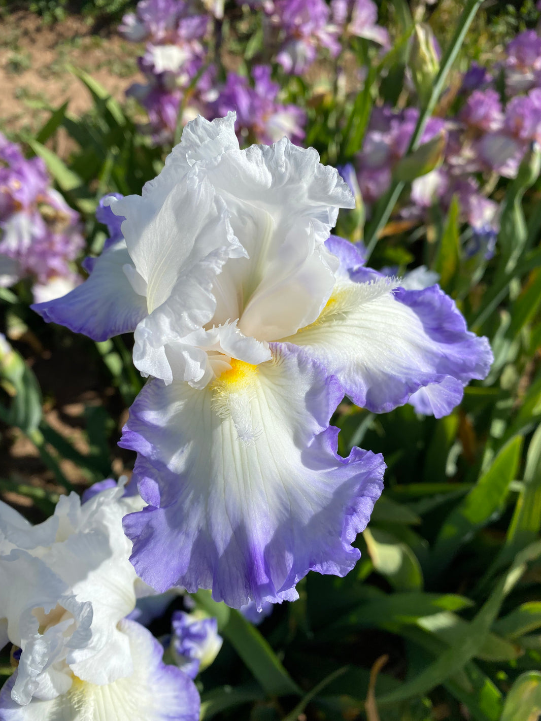 Reblooming Iris – Ripple Effect Iris Farm
