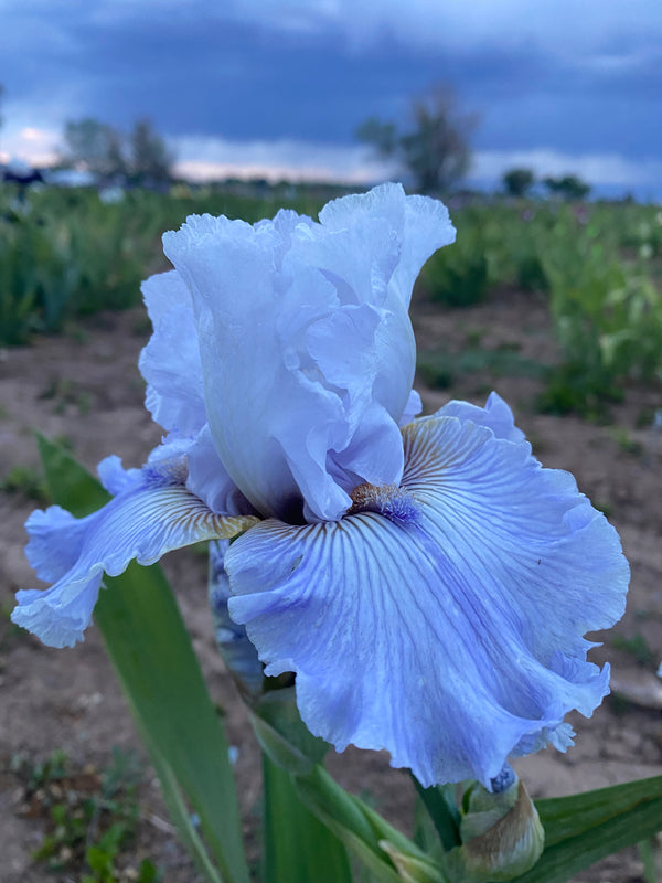 Love is Blue – Ripple Effect Iris Farm