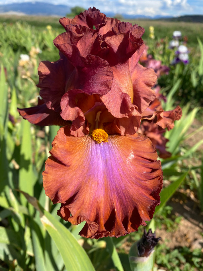 Mad World – Ripple Effect Iris Farm