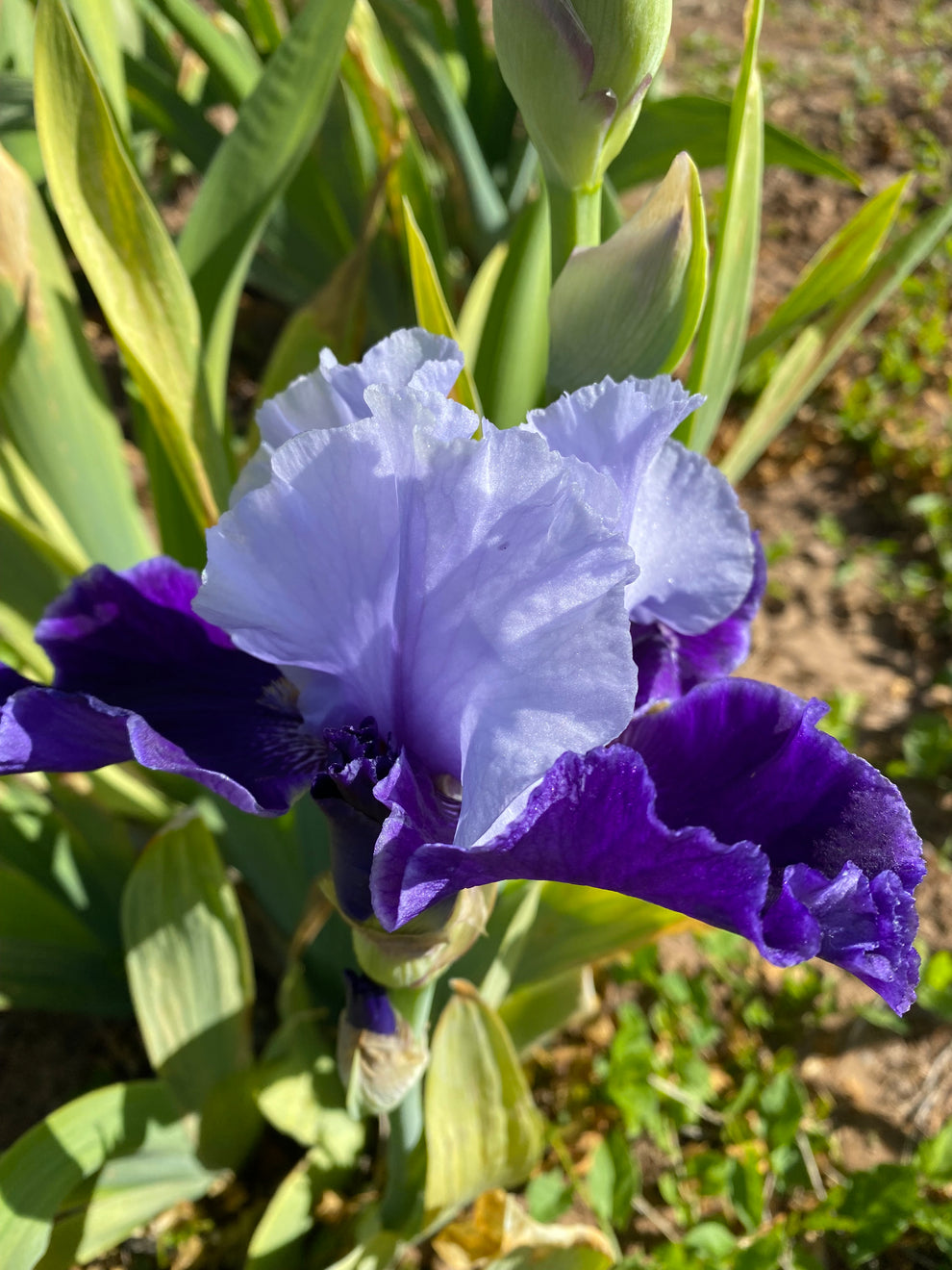 Midnight Cry – Ripple Effect Iris Farm