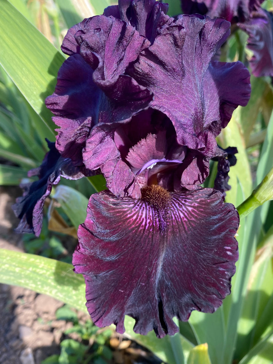 Ripple Effect Iris Farm