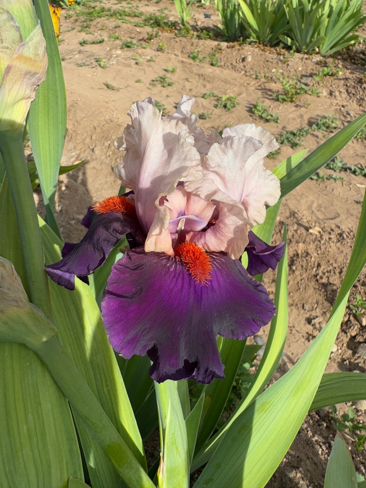 Pope Smoke – Ripple Effect Iris Farm